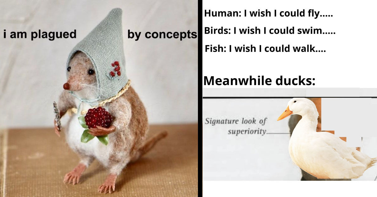 The Funniest Animal Memes of the Week (August 17, 2024) - Memebase ...