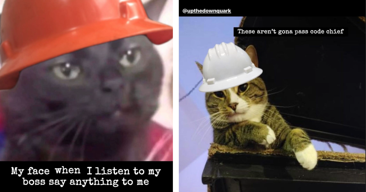 23 Hilarious Memes of Cats with Hardhats to Remind You of All the Good ...