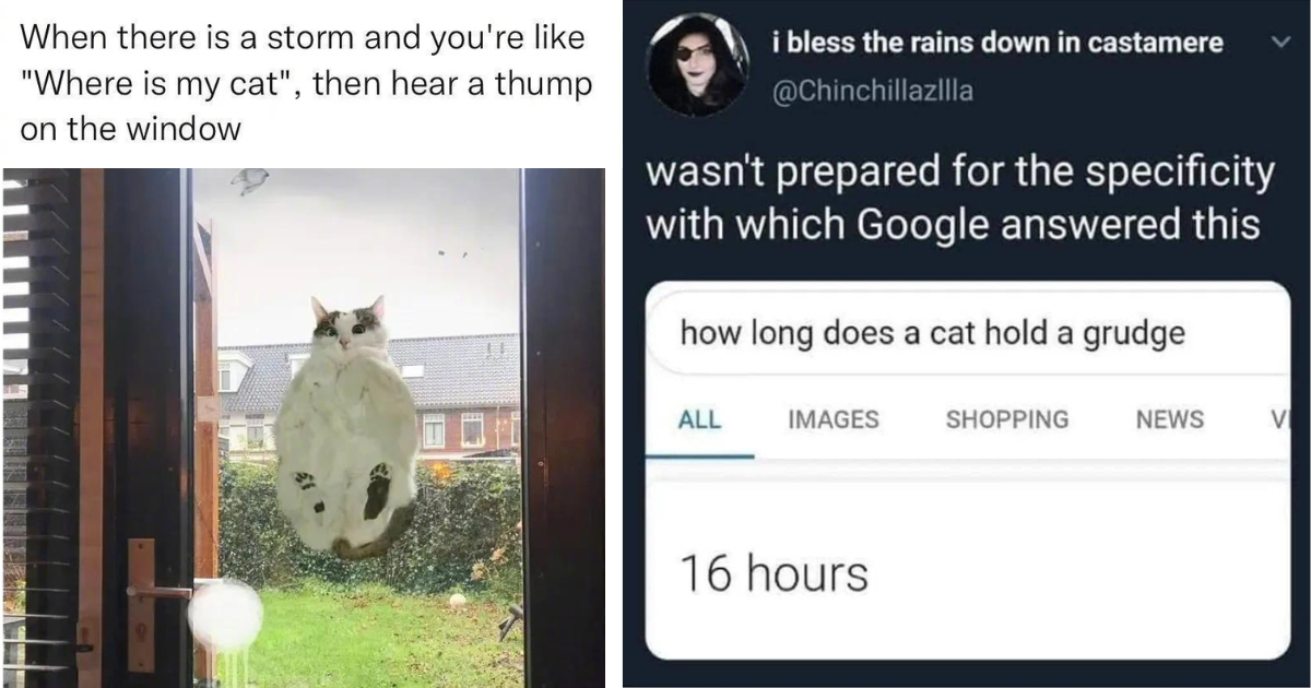 31 Hissterical Cat Memes To Make Sure You're Feline Fine on This Grumpy ...