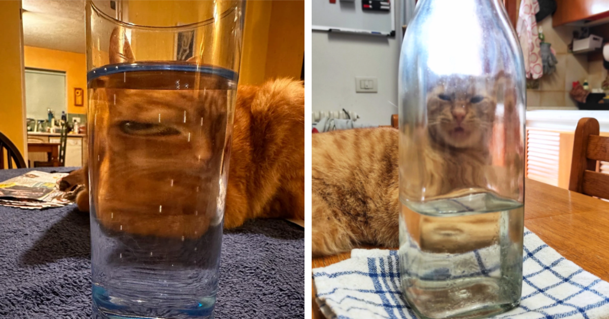 22 Warped, Whiskered, and Whimsical Photos of Funny Orange Cats Vs ...