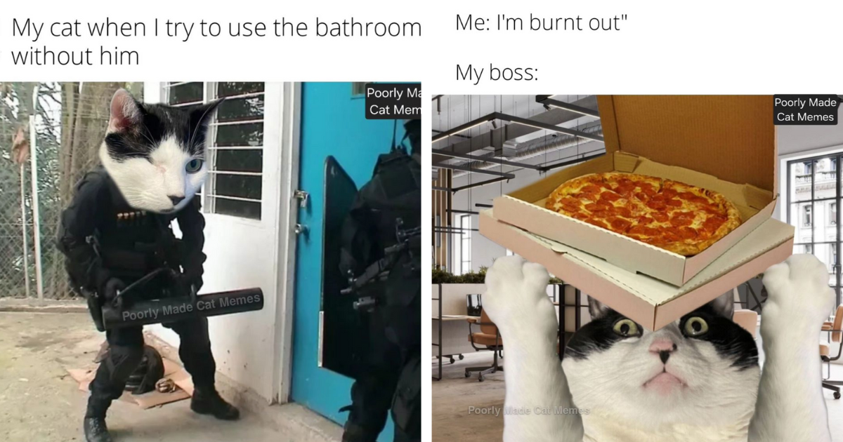 A Final Fluffy Flurry of Feline Funnies in the Form of Cat Memes Before ...