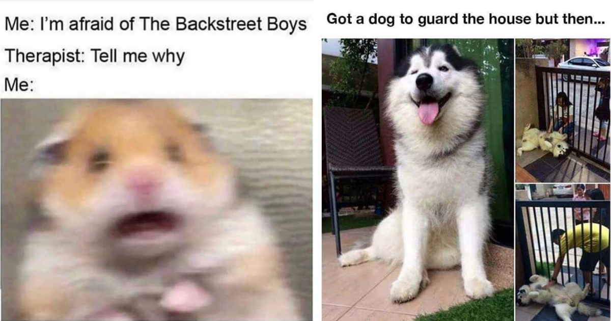 A Wild Pack of Adorable Animal Memes That Are Very Demure, Very Mindful ...