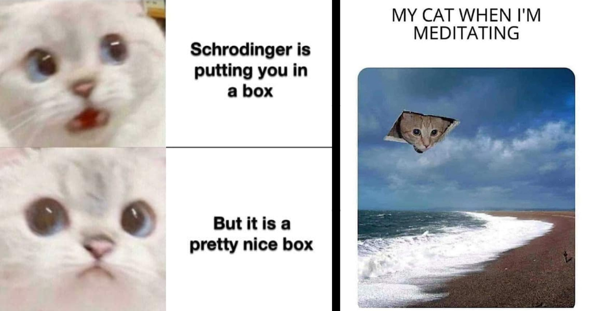 24 Meowing Memes Managing Your Mental Status of This Silly ...