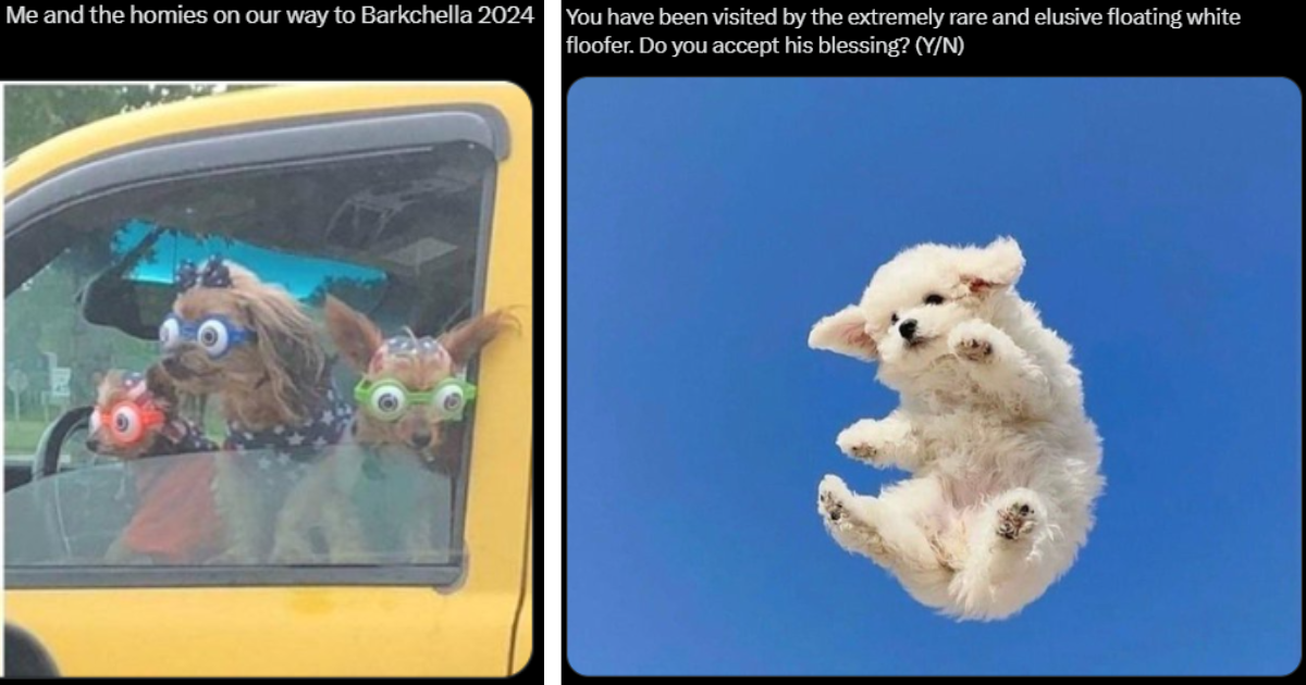 24 Darling Doggo Memes Dashing to Your Screen For a Dash of Wholesomeness - Animal Comedy ...