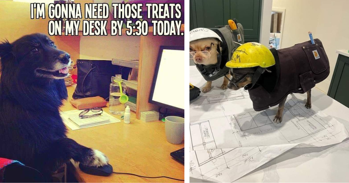 Is the Woofing Weekend Here Yet? 22 Working Dogs Are Borking the ...