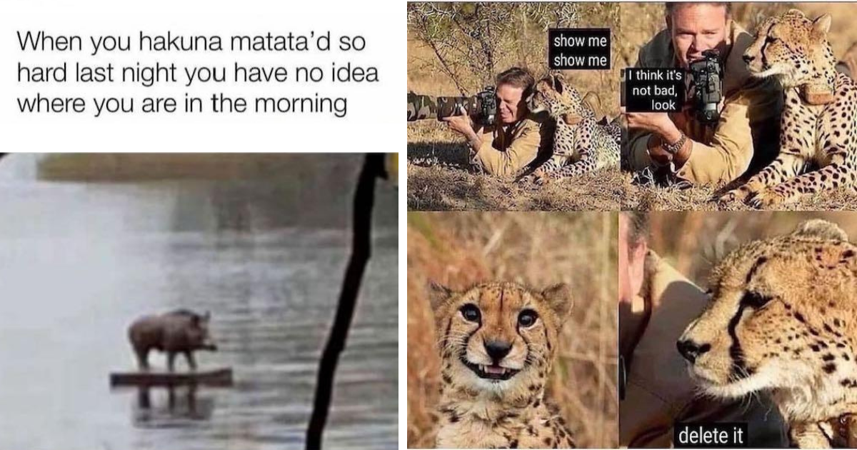 26 Goofy Giggly Animal Memes to Grin With Throughout the Workday ...