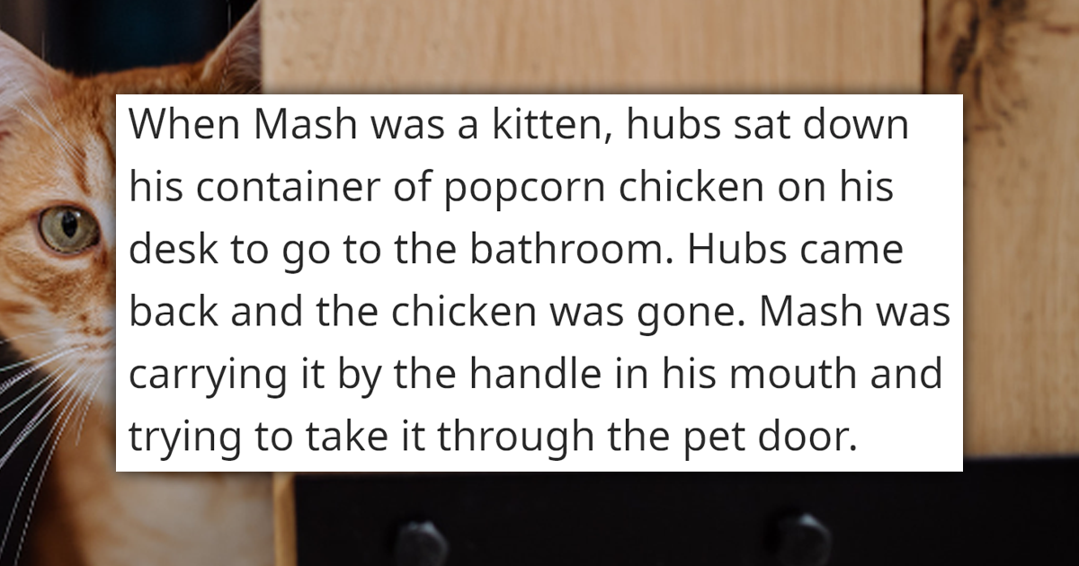 23 Crafty Cats Caught Committing Crimes and Making Their Owners Lives ...