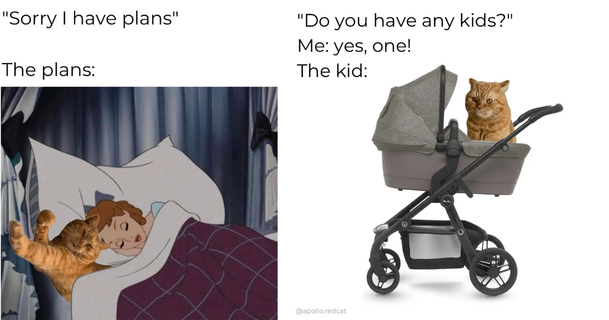 25 Wholesome Orange Cat Memes for Feline Pawrents Who Pawsitively Need ...