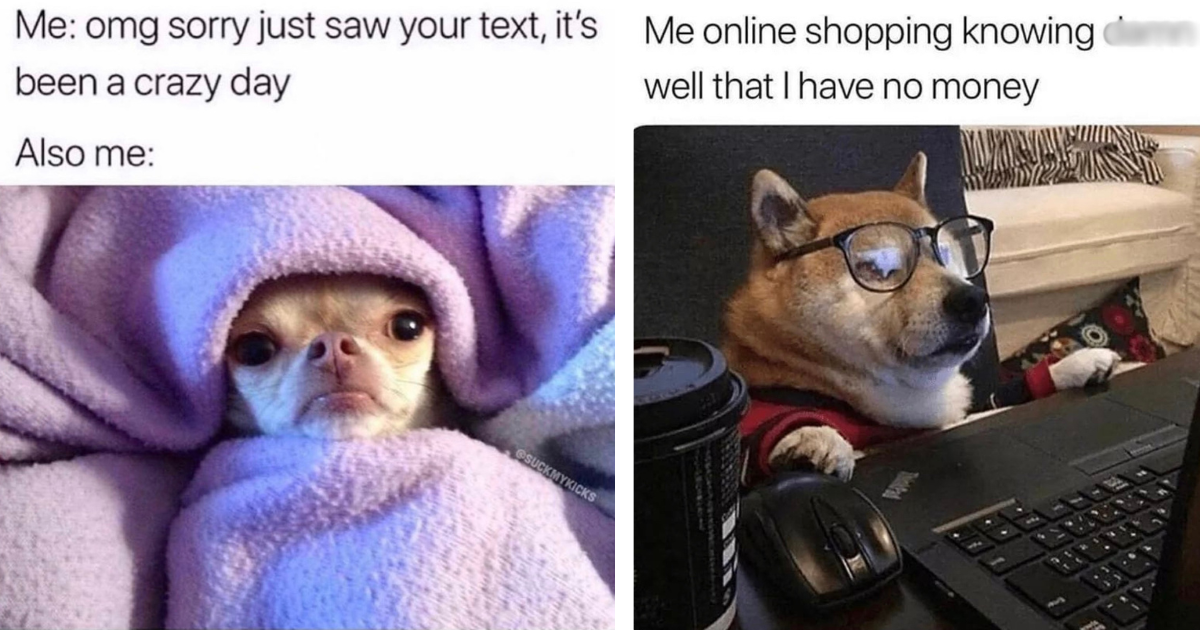 A Wild Pack of Doggone Demure Dog Memes to Keep the Summer Vibes Alive ...