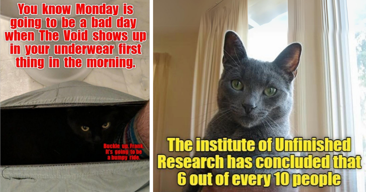 Top 20 Cat Memes of the Week - Cheezburger Users Edition #359 - I Can ...