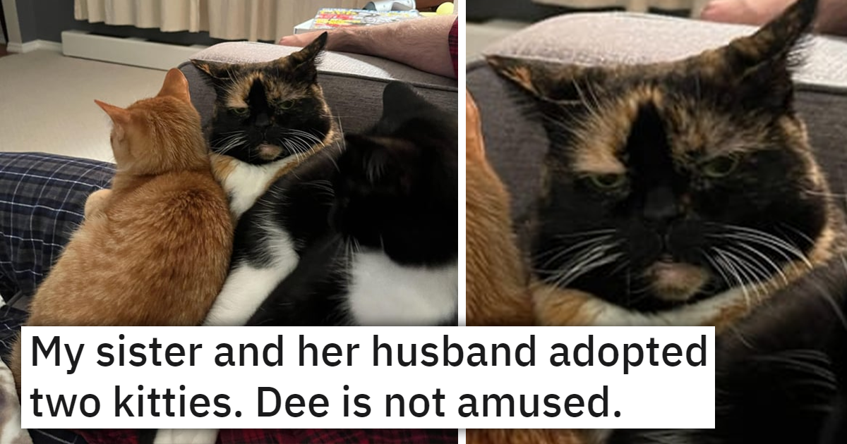 This Week’s Heartwarming Helping of Newly Adopted Cats for Fresh Feline ...