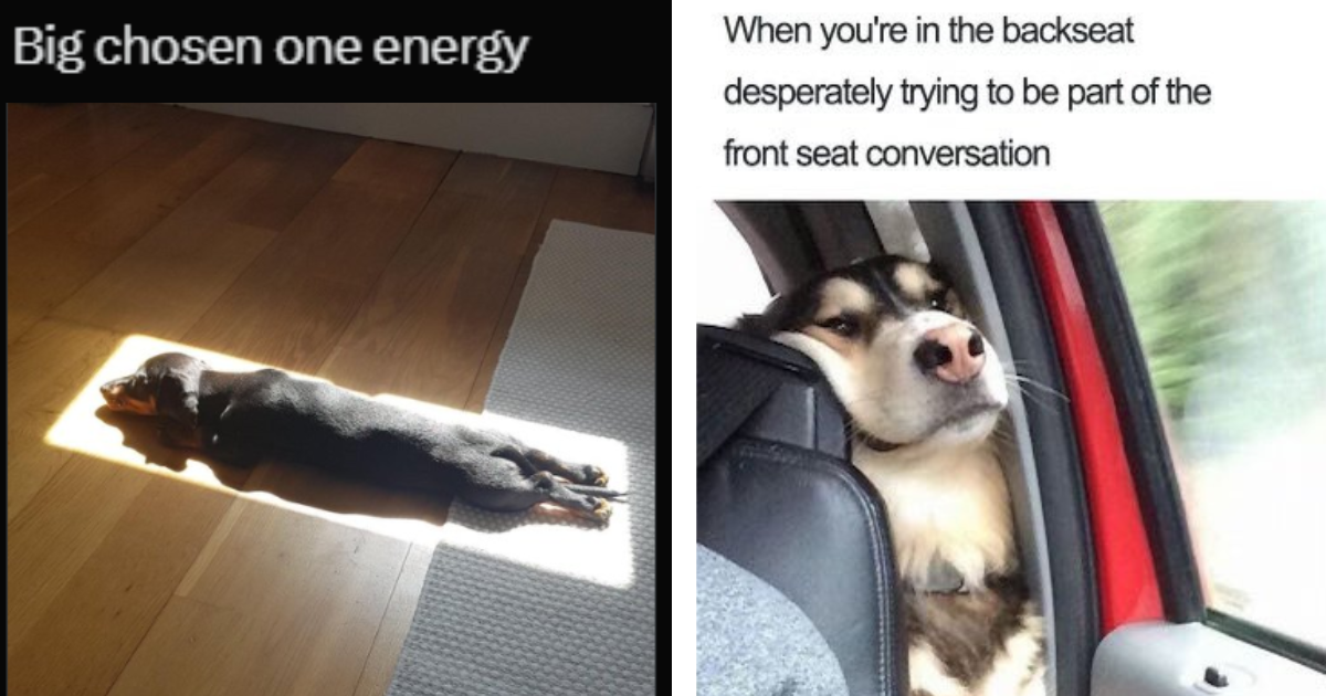 22 Delightful Dog Memes to Sweeten Your Saturday With Wholesomeness ...