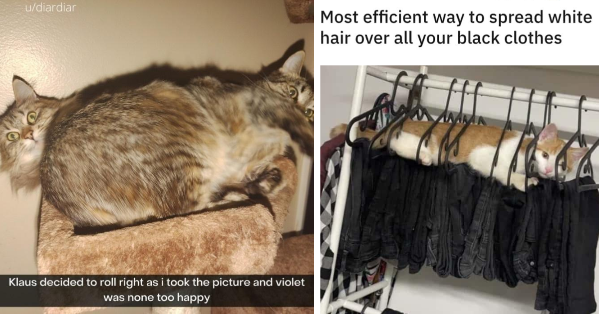 Uplifting Funny Feline Memes to Keep Your Weekend Pawsitively Pure ...