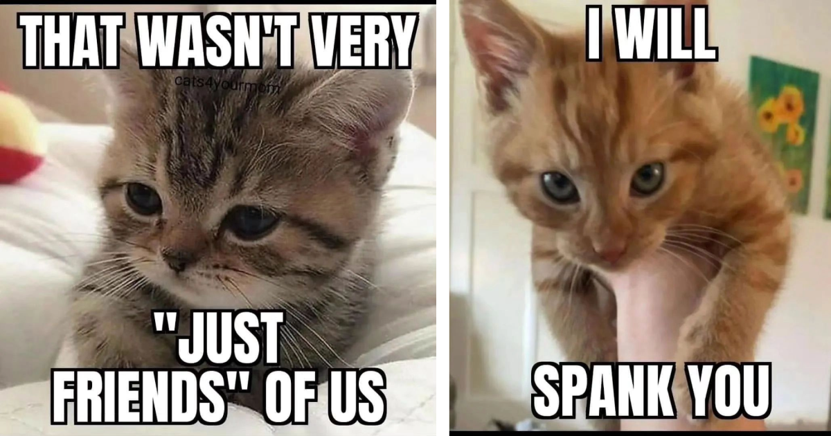 Fursday's Fur Feline Flirting: 23 Cat Memes to Make Your Day - I Can ...