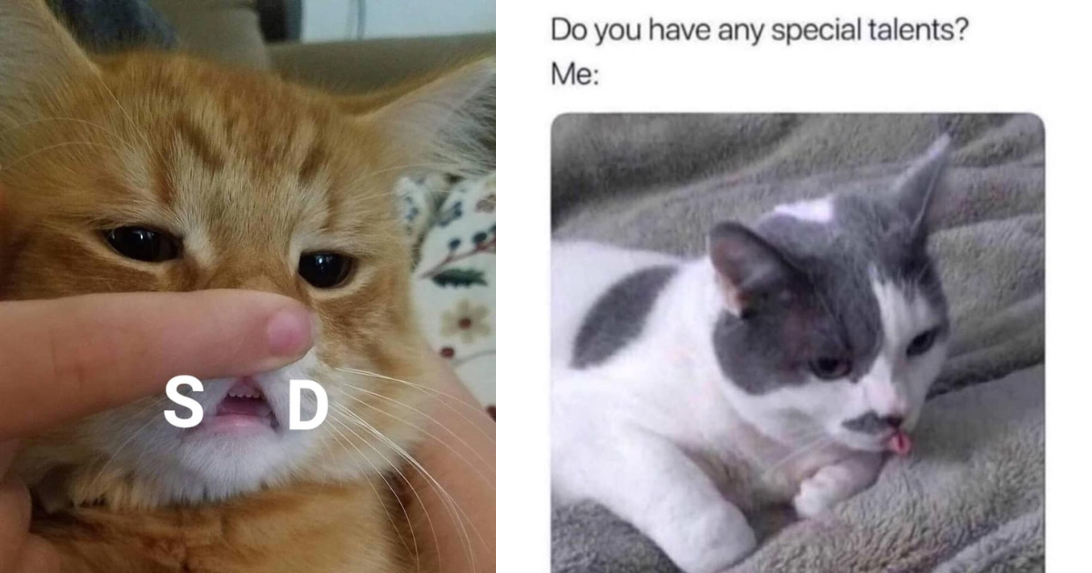25 Fluffy Feline Memes Evoking Feelings Across All the Emotional ...