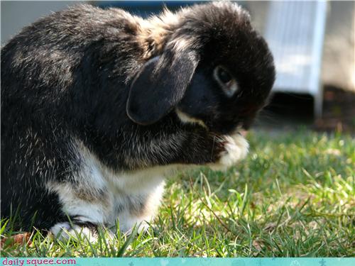 Bunny, Did You Burp? - Daily Squee - Cute Animals - Cute Baby Animals ...