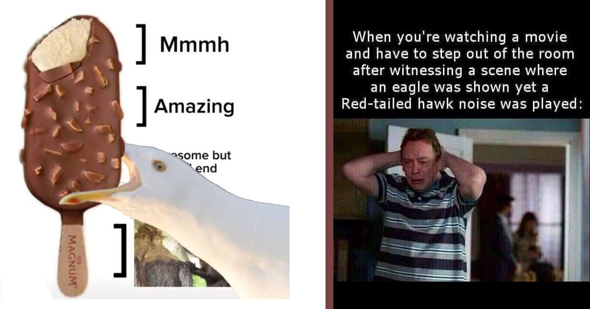 Memebase - cute animal memes - Page 2 - All Your Memes In Our Base ...