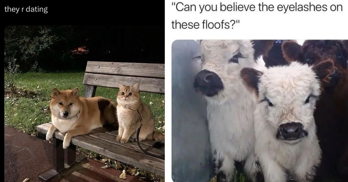 23 Pawdorable Pet Posts for Pawrents Trying to Put Off Thinking About ...