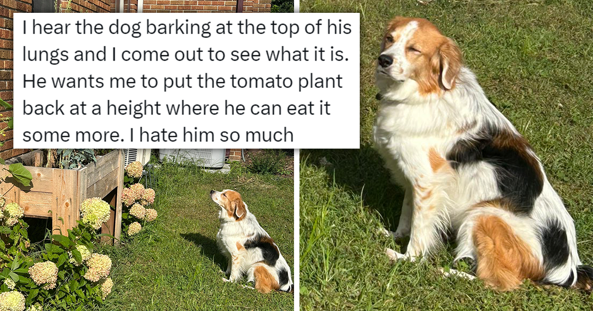 Delightfully Dramatic Doggo Throws Hilarious Tantrum, Demands his Tomato Plant Back for Gourmet ...