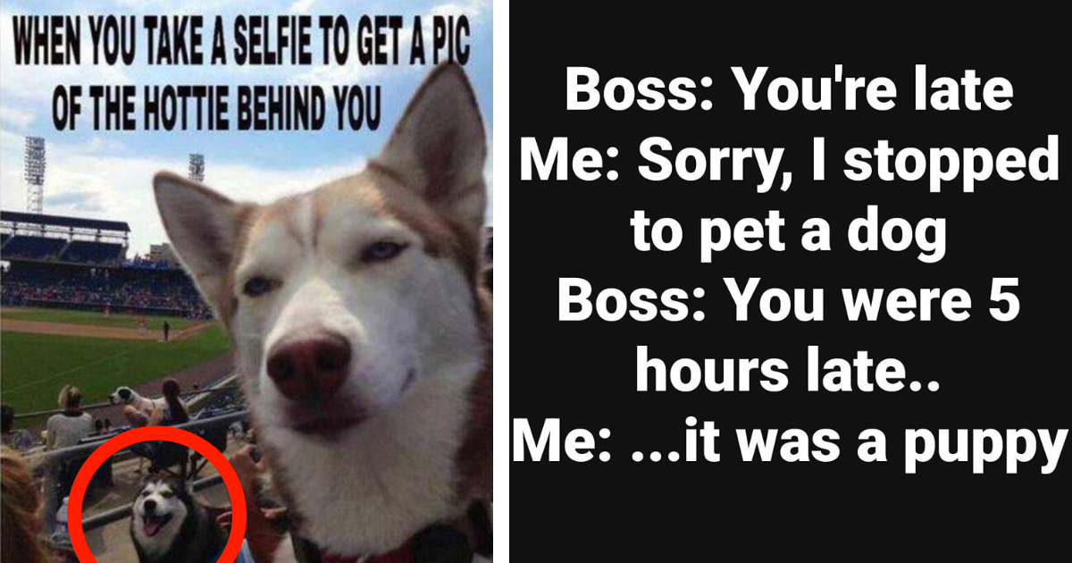 26 Dope Dog Memes for the Canine Connoisseur Who Cannot Be Bothered to ...