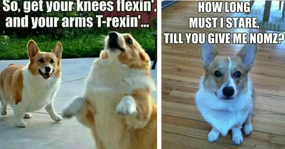 25 Commanding Corgi Memes That Demand Your Attention, Tell Your Boss ...
