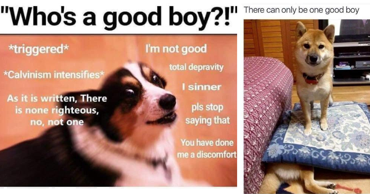 Who's a Good Meme?! 23 Good Boys and Girls Being Deluxe Dazzling Dog ...