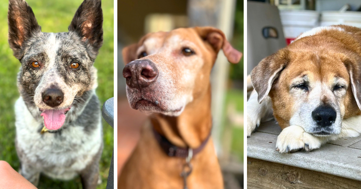 'Woof Off My Lawn! But I Still Wuff You Furrever': 31 Sweet Senior Dogs ...