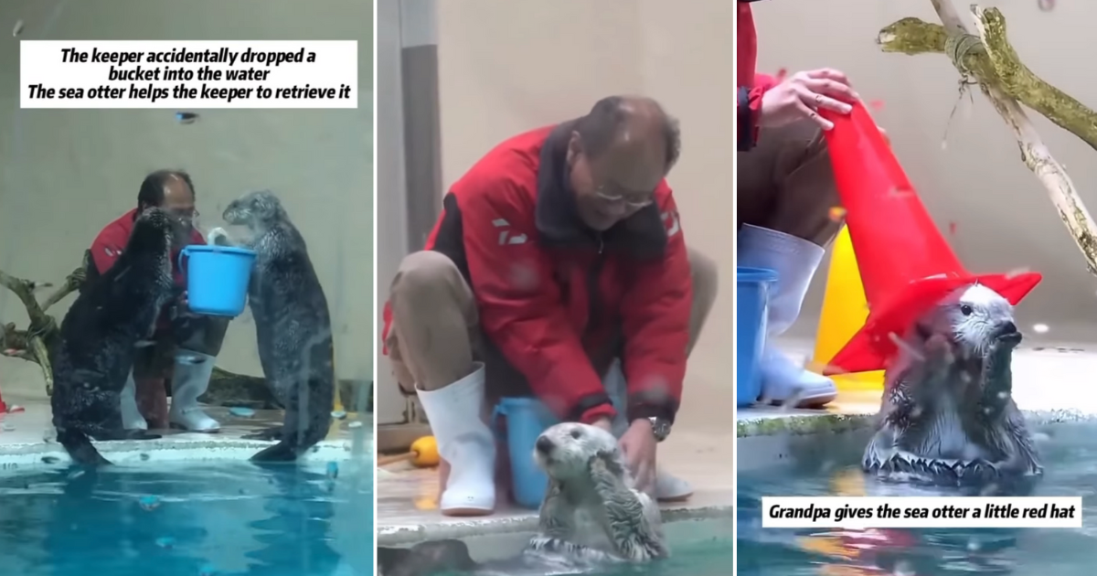 Kindhearted Grandpa Plays With His Wholesome Sea Otters, Shares Some Otterly Adorable Moments ...