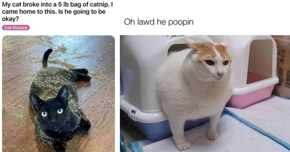 26 Meow-Filled Mid-Week Memes of Cats Doing Their Catty Thing to Boost ...