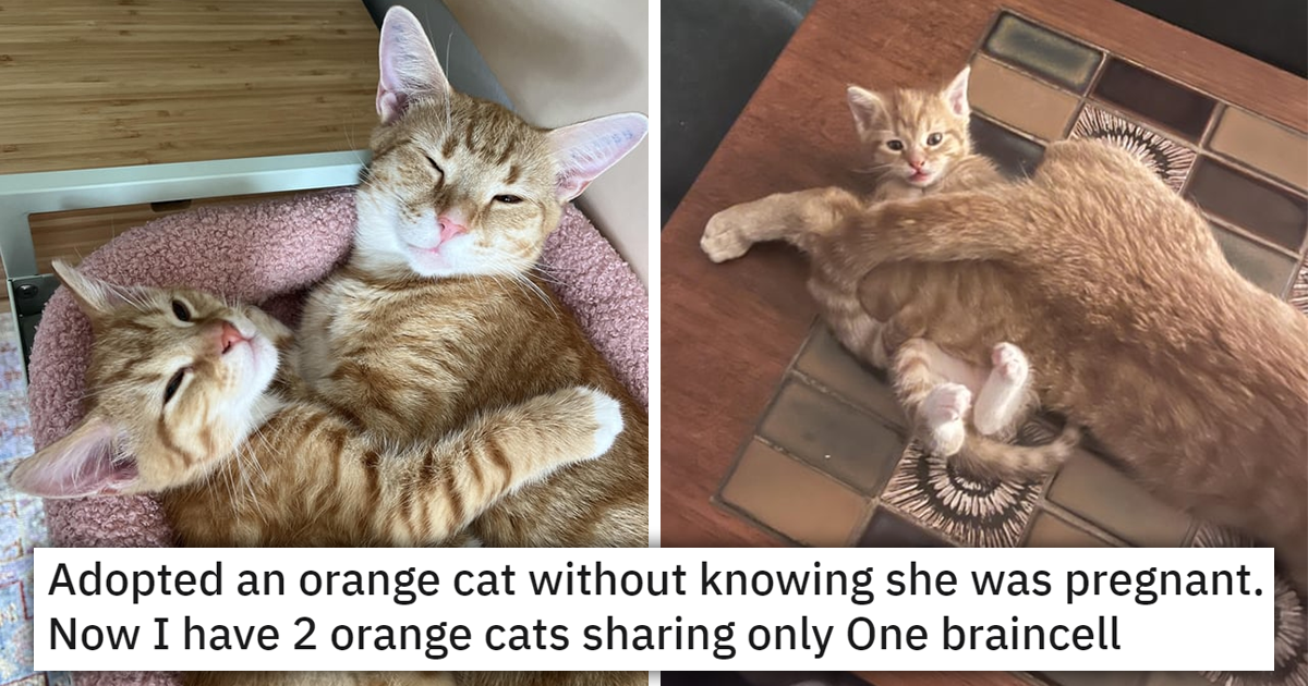 This Week’s Heartwarming Helping of Newly Adopted Cats for Fresh Feline ...