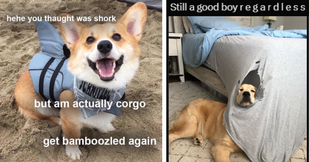 24 Sweet Dog Memes Deep-Diving Trough the Dog-Shaped Hole in Your Heart ...