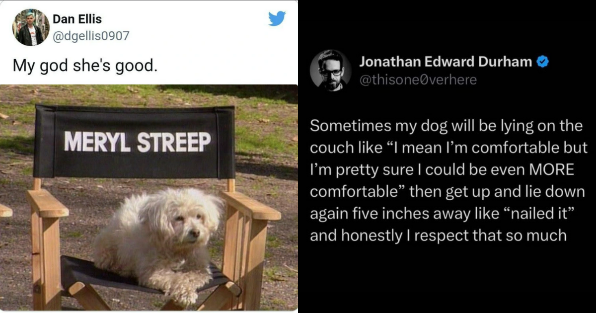 Funny Animal Tweets to Heal Your Wholesome Sapien Spirit After a Ruff ...