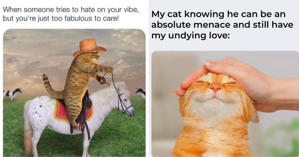 26 Caturday Cat Memes Calling for Feline Fanatics to Laugh and Be ...