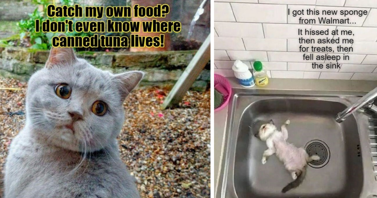 Top 20 Cat Memes of the Week - Cheezburger Users Edition #360 - I Can ...