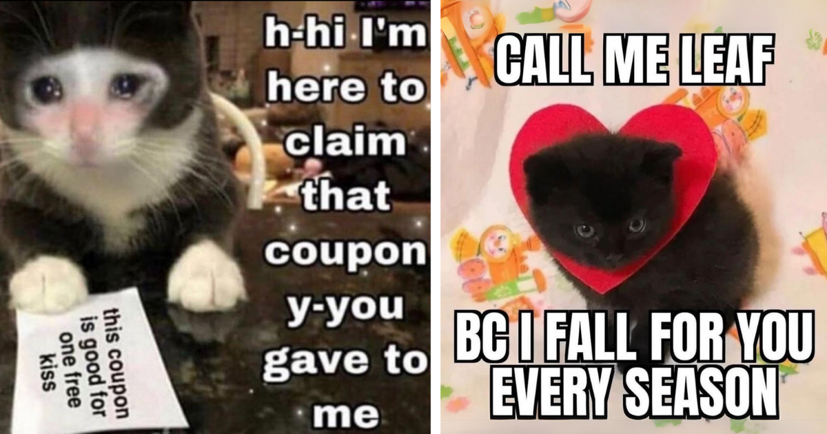 26 Cuddly Cat Memes to Warm Your Bed and Wholesome Heart While ...