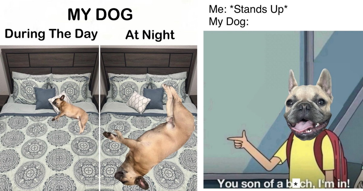 24 Funny French Bulldog Pawsts Pawfect for a Snifly Snorty Saturday ...