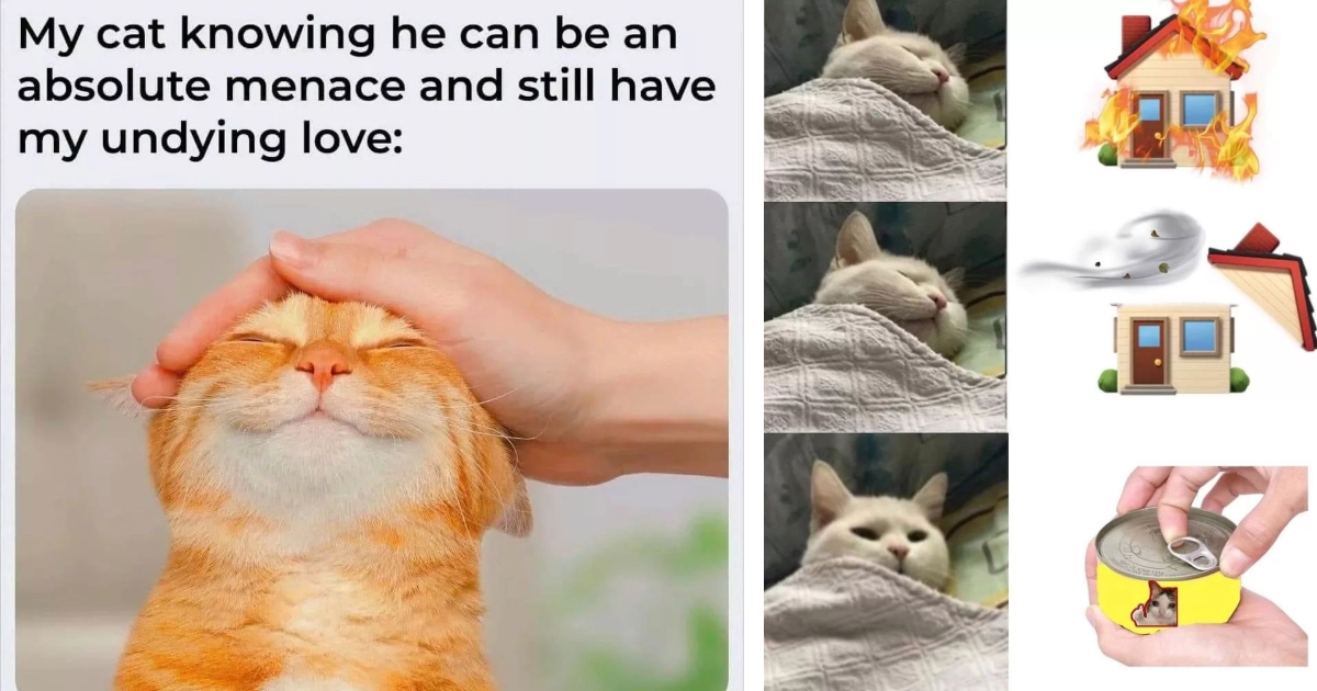23 Pawsitively Mood-Boosting Cat Posts to Make You One Heck of a Happy ...