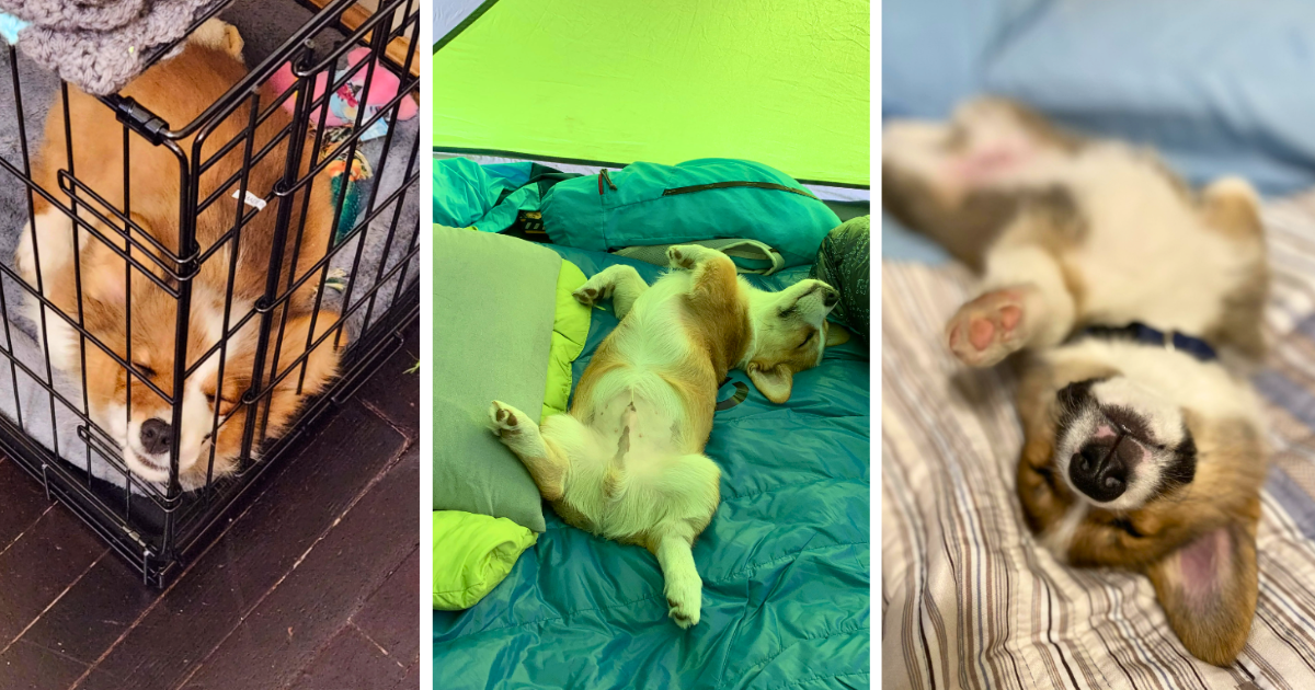 Sleepy Sunday Corgis Practicing Self-Care and Napping Literally ...