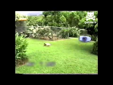 Animal Videos: Duck Plays Fetch - I Can Has Cheezburger?