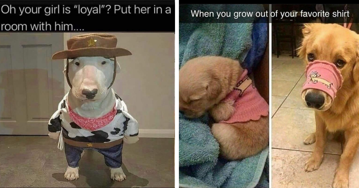 30 Mischievous Memes of 30 Darling Dogs Acting Like Your Precious ...