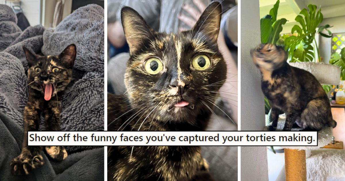 Tomfoolish Tortoiseshell Cats Making Fluffy Feline Foolish Faces Being ...