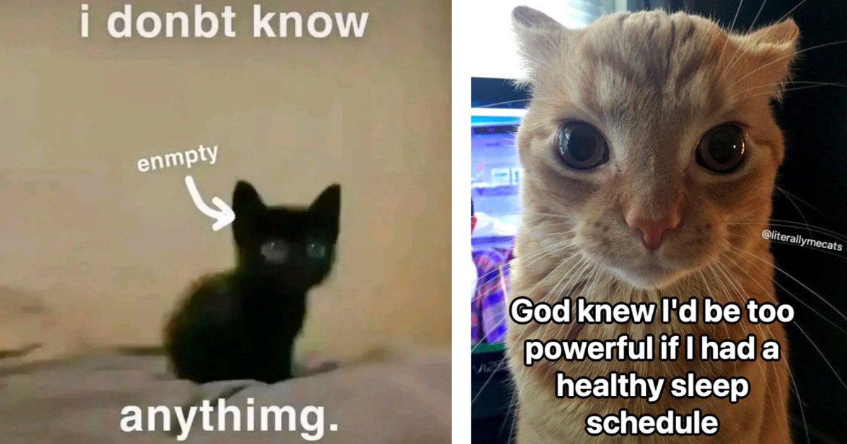 25 Relatable Cat Memes That Every Feline Fanatic Can Look at and Say ...
