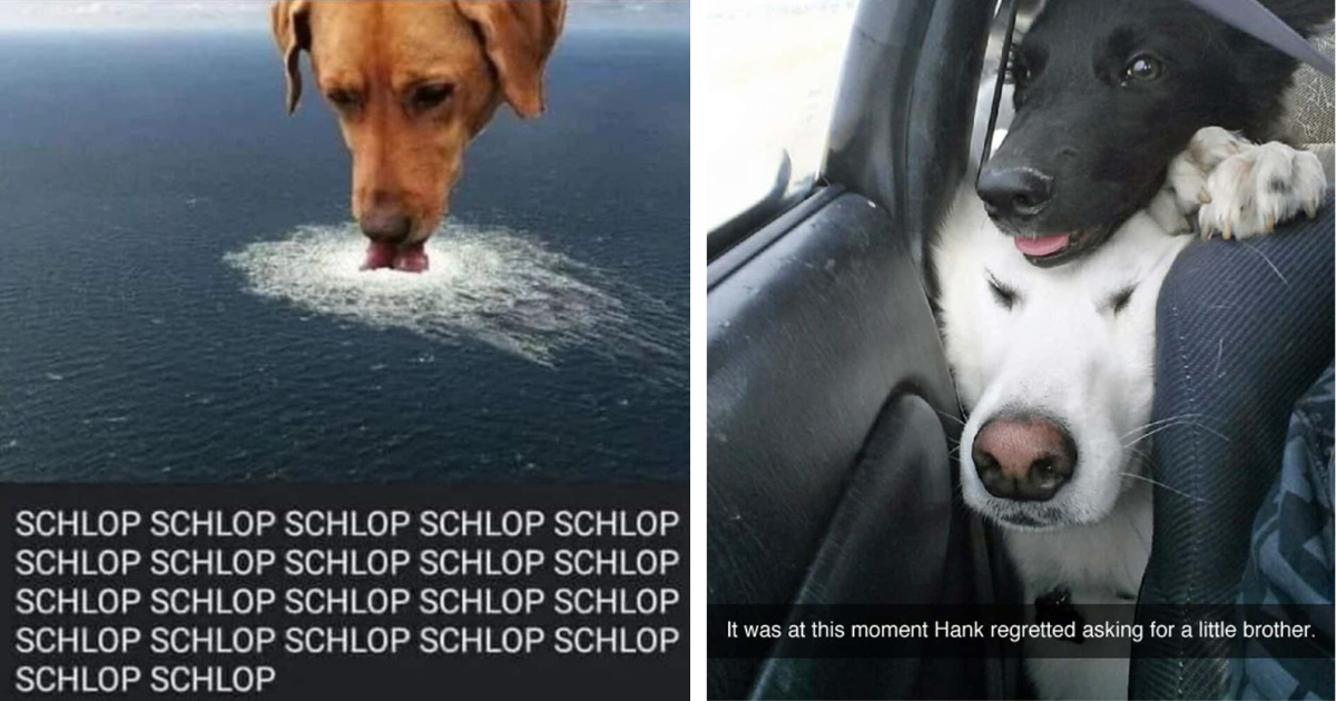 23 Woofing Wednesday Doggo Memes With a Whole Lot of Wholesomeness ...