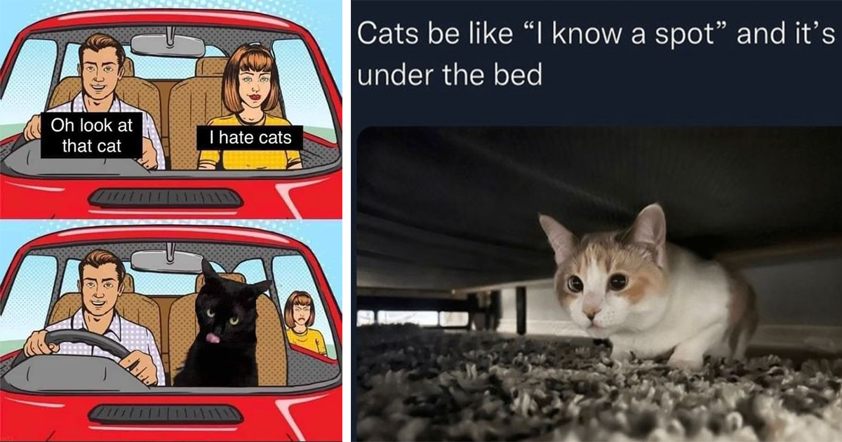 25 Funny Cat Memes to Help You Conquer Office Grumpiness With ...