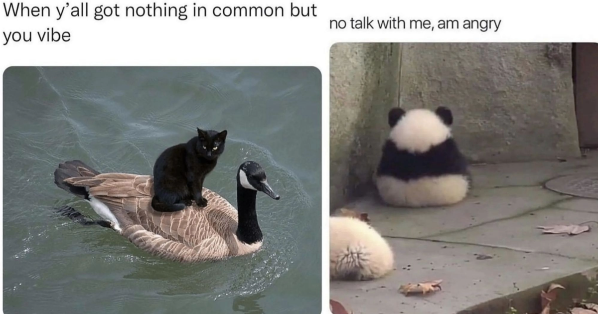 24 Clever Animal Memes for Office Workers Wishing They Could Do Anything But Work - Animal ...