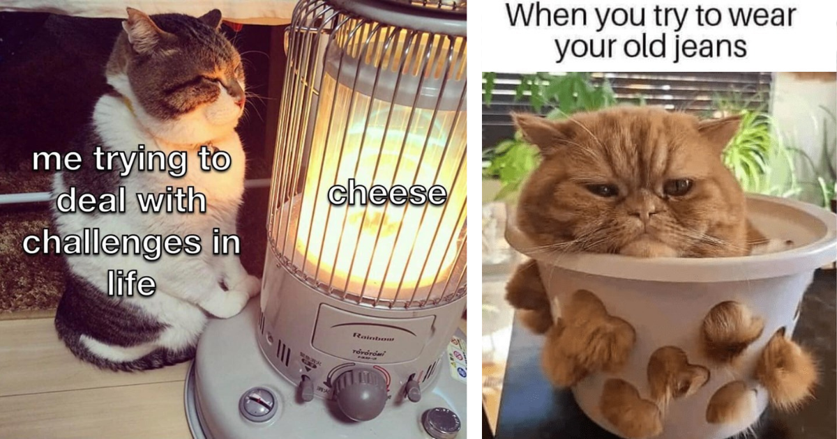 22 Hissterical Hiss-Inducing Cat Memes Introducing You to Hissing Like ...
