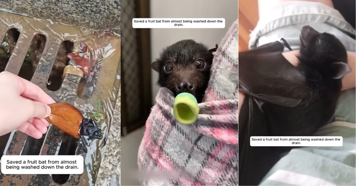 Human Saves Baby Bat From a Storm Drain, She Grows Up to Be a Goofy Pet ...
