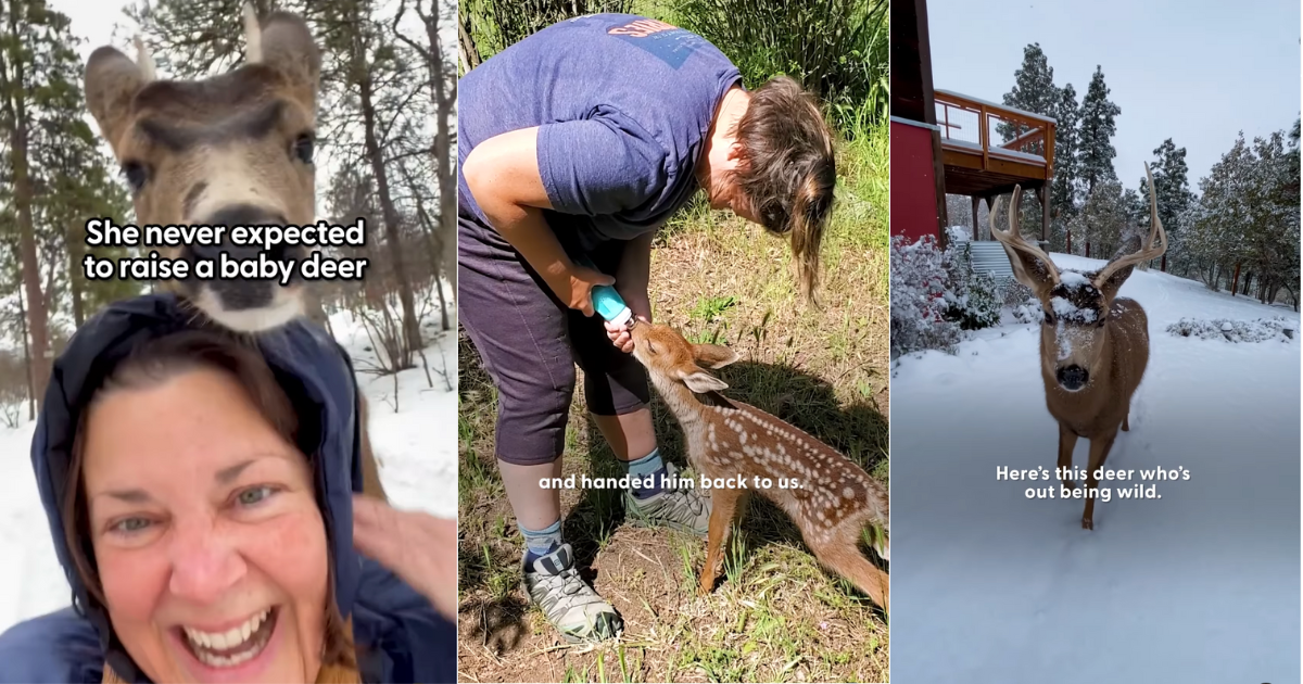 Woman Rescues Fawn and Raises Him to be Wild, But He Comes Back One Day ...