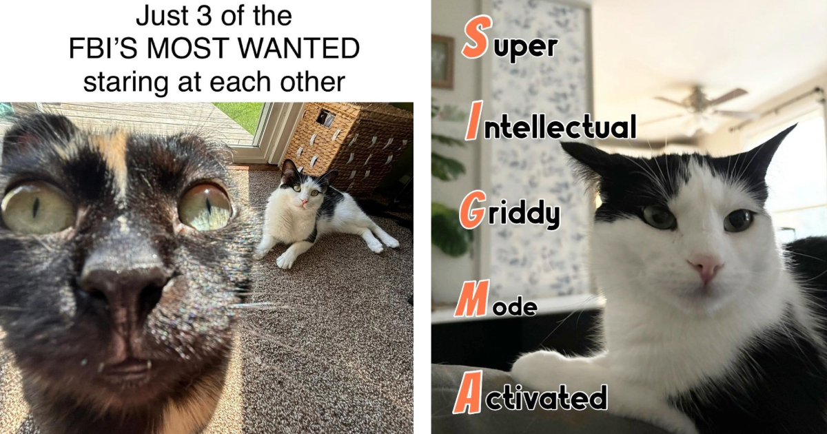 25 Clueless Cat Child Posts for Lovers of Foolish Felines - I Can Has ...