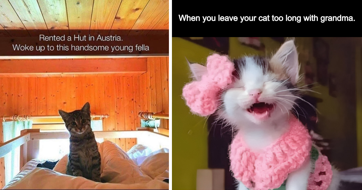 Vacation Cat Memes